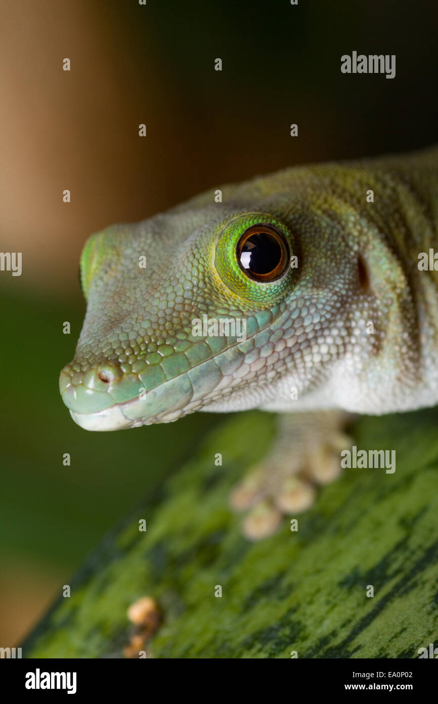 Gecko eyes hi-res stock photography and images - Alamy