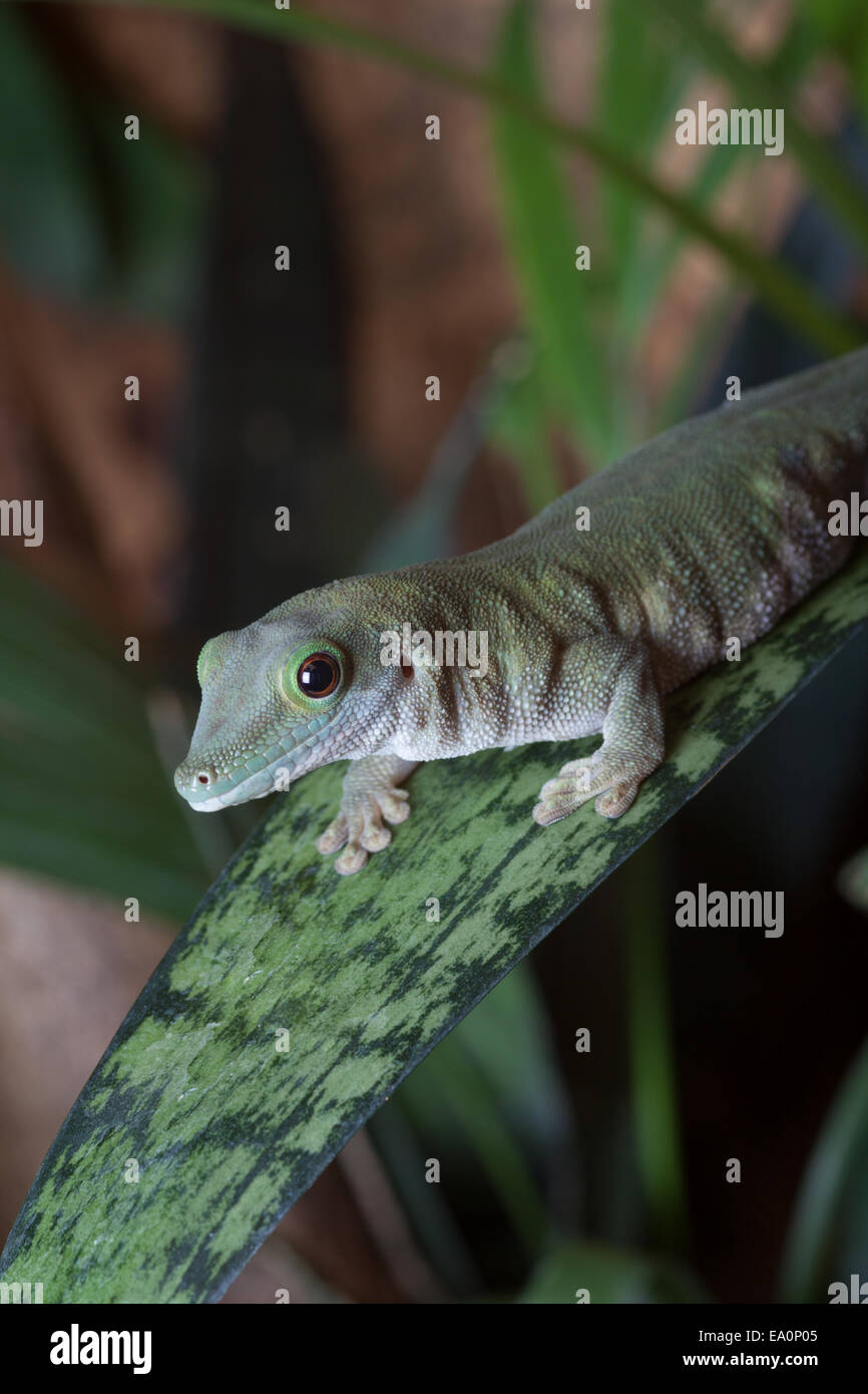 Green gecko on leaf Stock Photo - Alamy