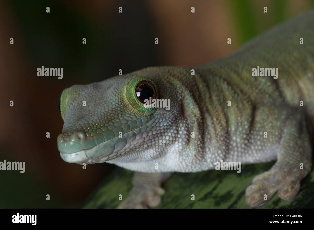 Gecko up close Stock Photo - Alamy