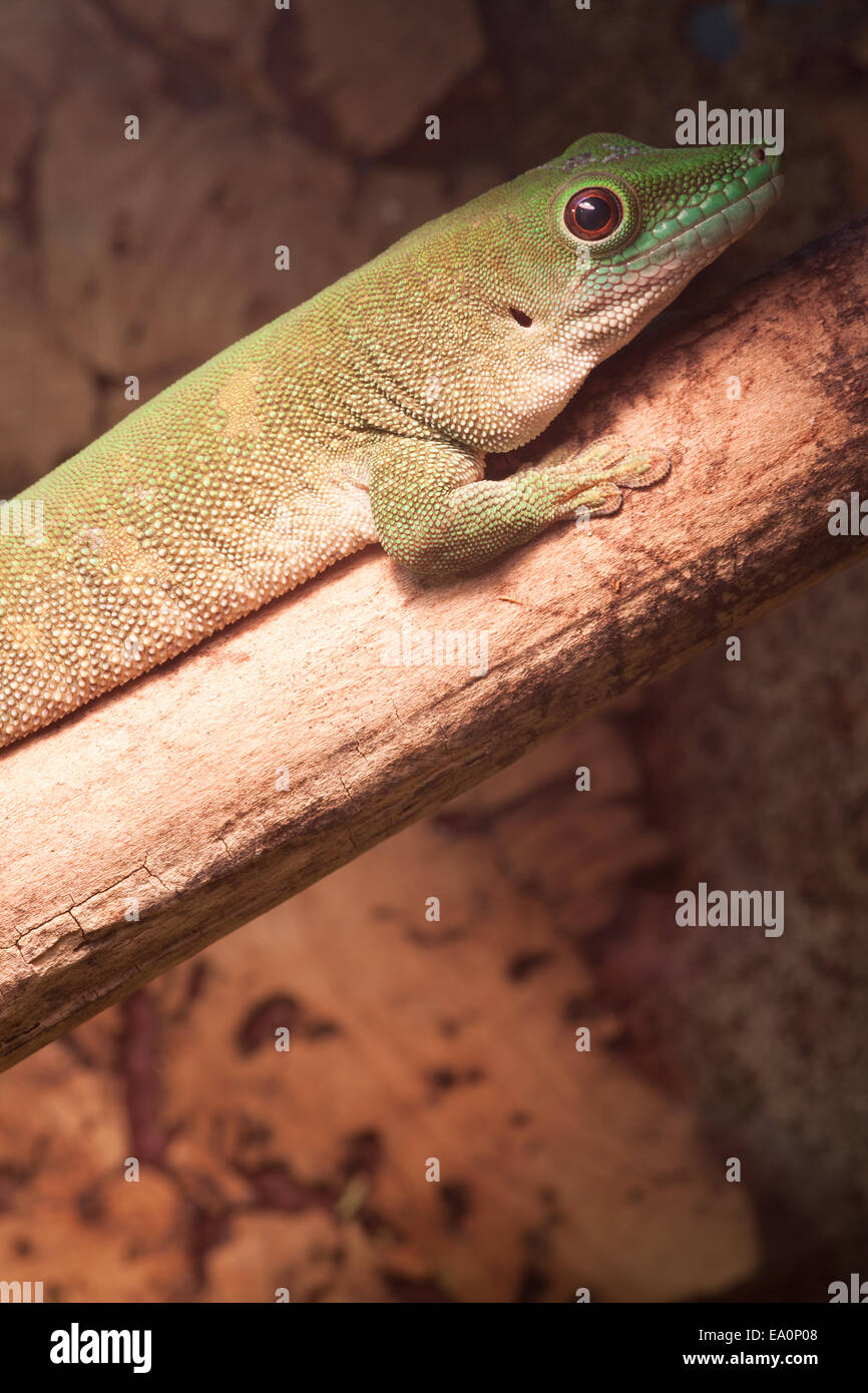 Green gecko on the tree branch Stock Photo - Alamy
