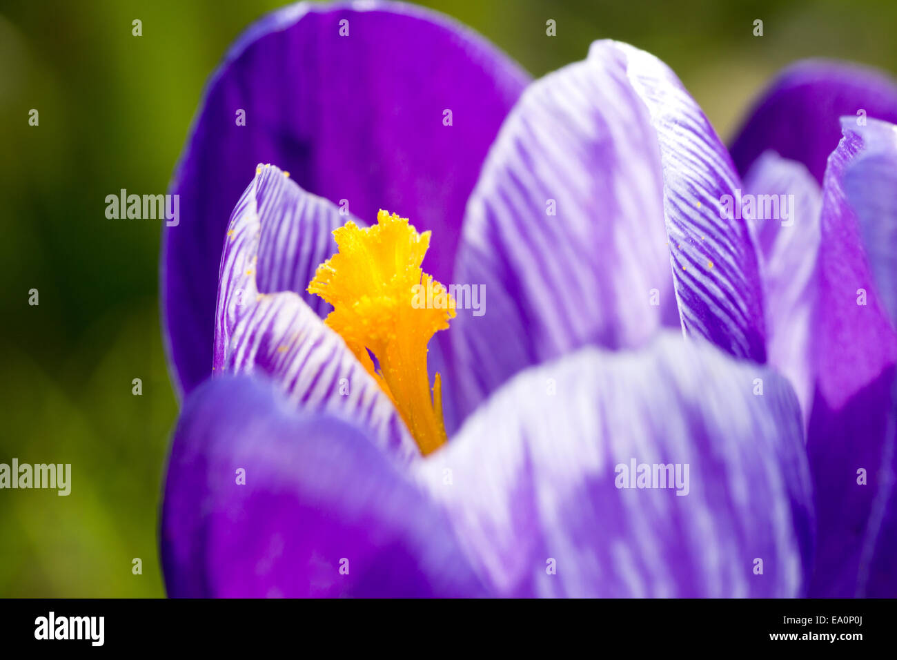 Magnificent Crocuses High Resolution Stock Photography and Images - Alamy