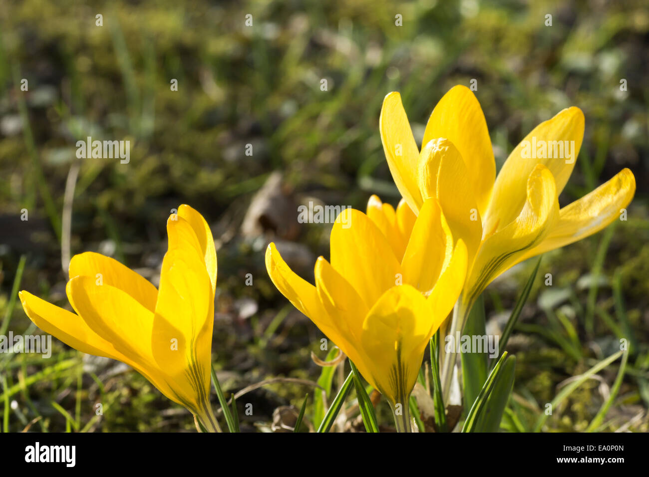 yellow blooming crocus Stock Photo - Alamy