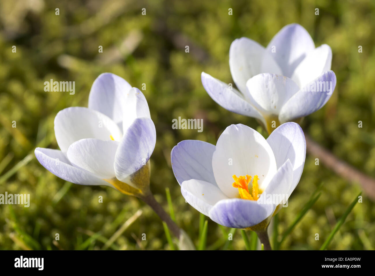 white blooming crocus Stock Photo - Alamy