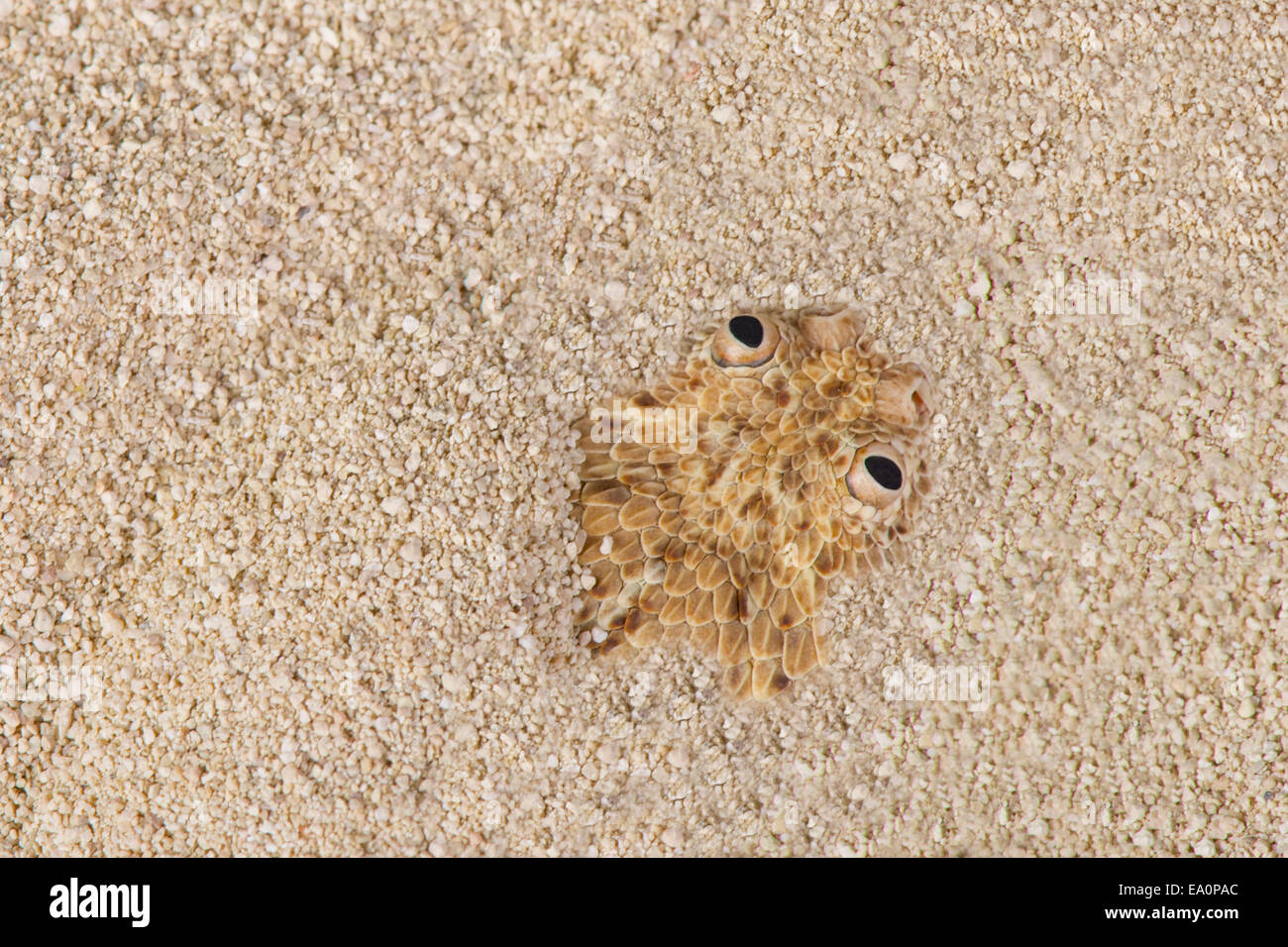 Peringuey's dwarf adder / Bitis peringueyii Stock Photo - Alamy