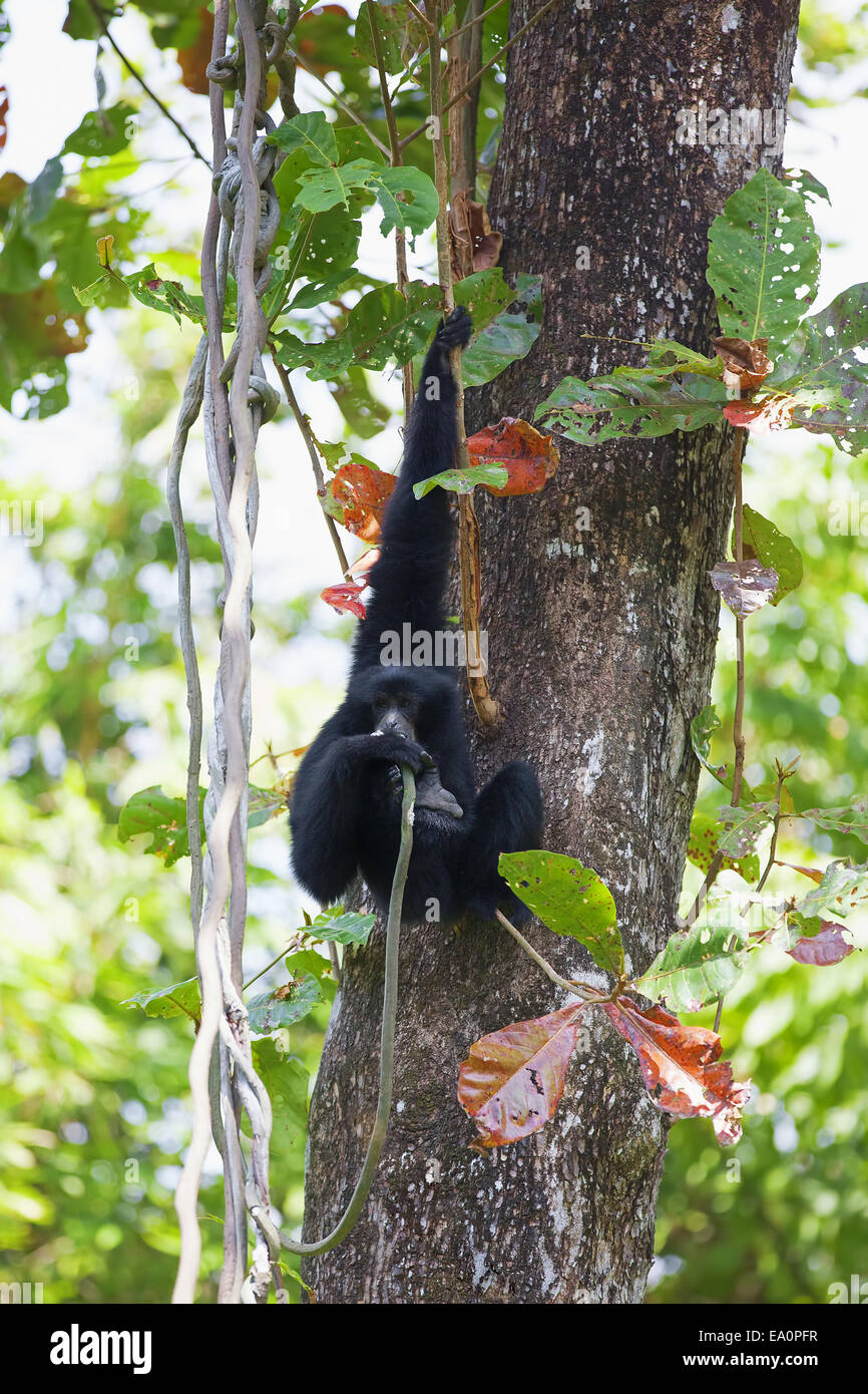 Siamang swinging hi-res stock photography and images - Alamy