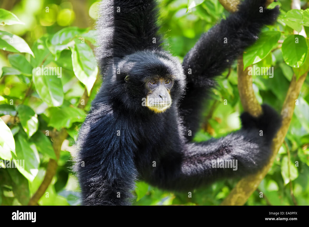Siamang hi-res stock photography and images - Alamy