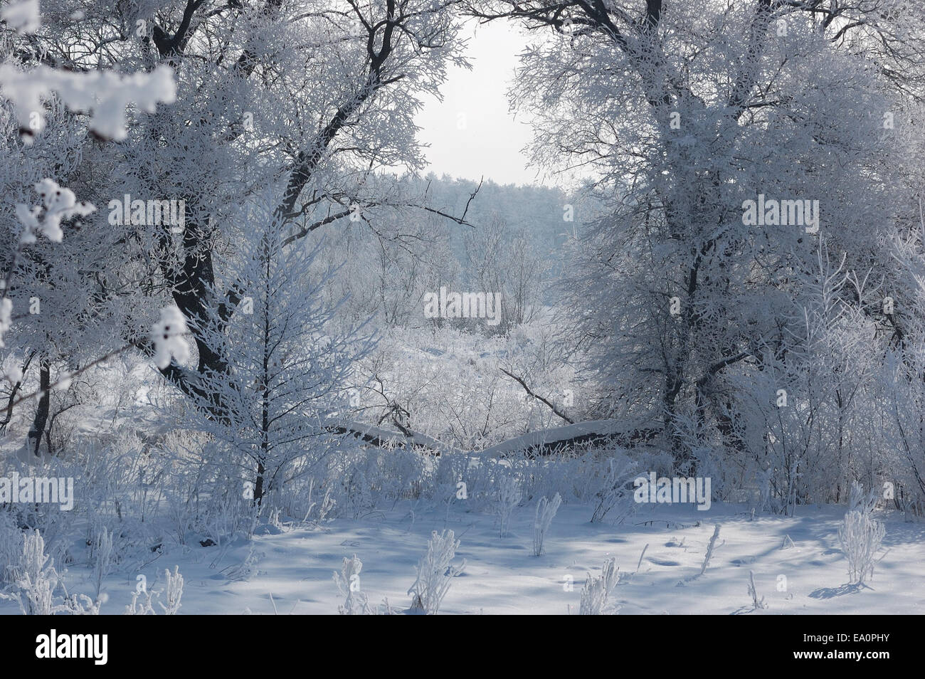 Winter calm frozen landscape with beautiful frosted trees in cold sunny ...
