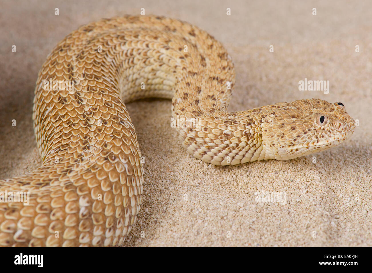 Adder snake hi-res stock photography and images - Alamy