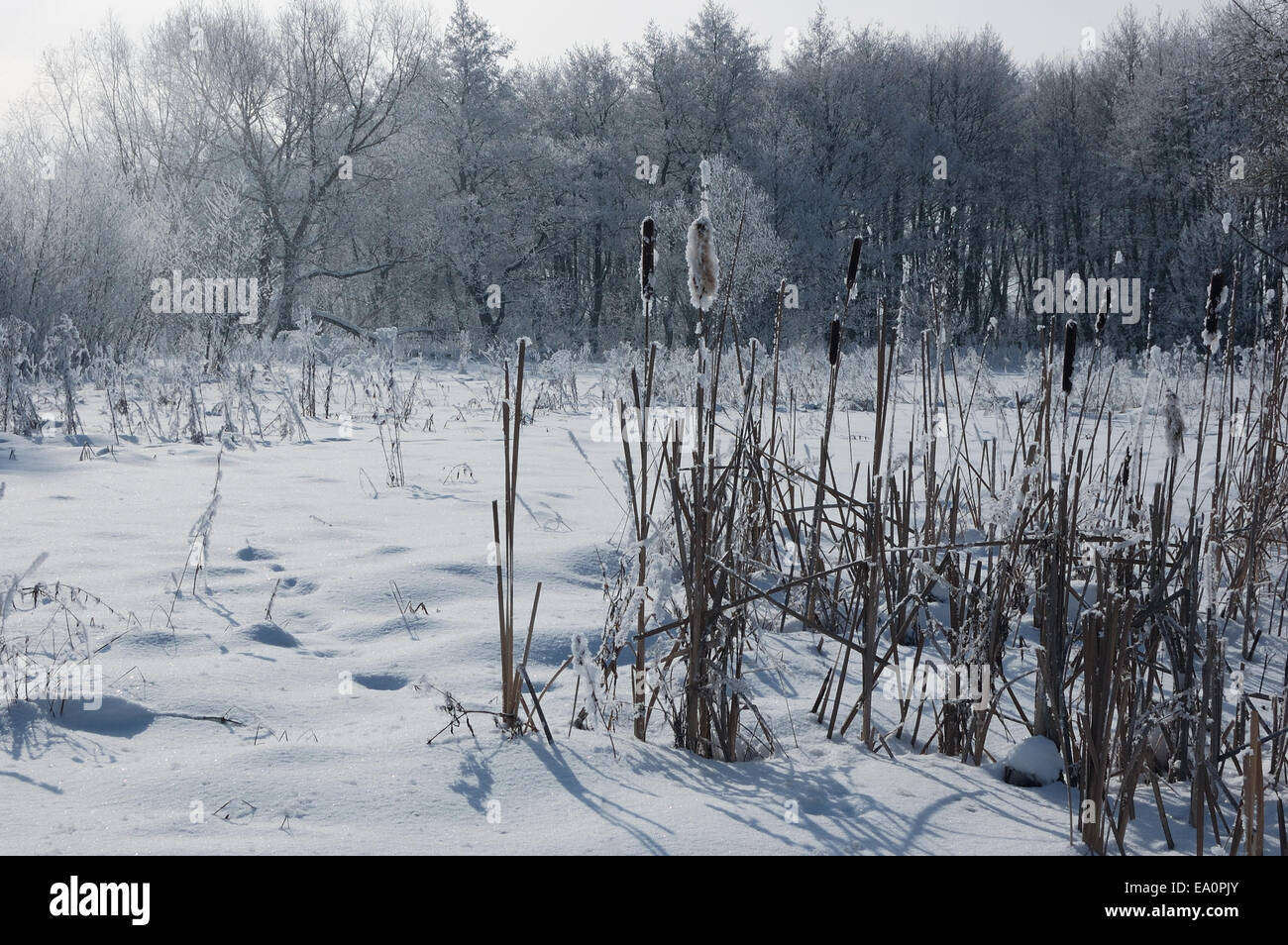 Winter rural frozen landscape with beautiful frosted trees in cold ...