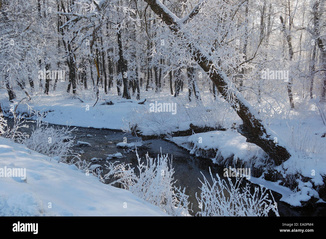 Winter calm frozen landscape with beautiful frosted trees in cold sunny ...
