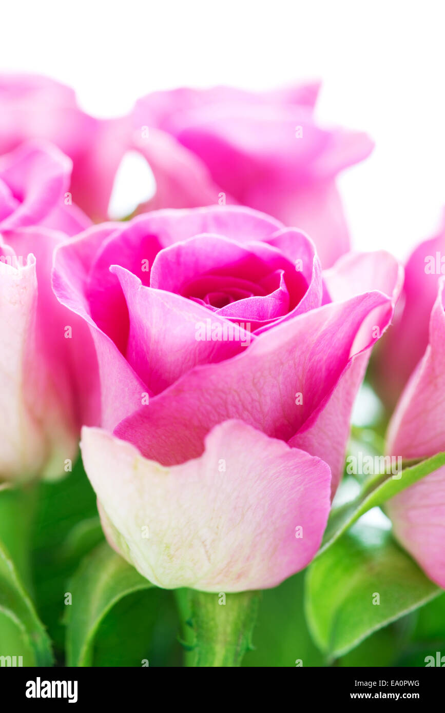 Bright pink roses hi-res stock photography and images - Alamy
