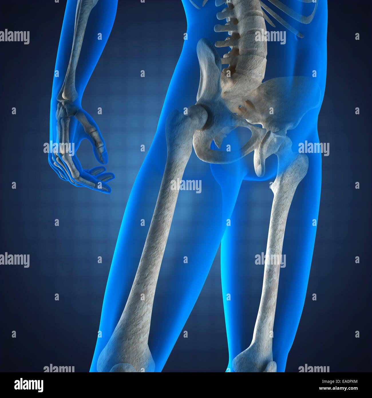 human radiography scan Stock Photo - Alamy