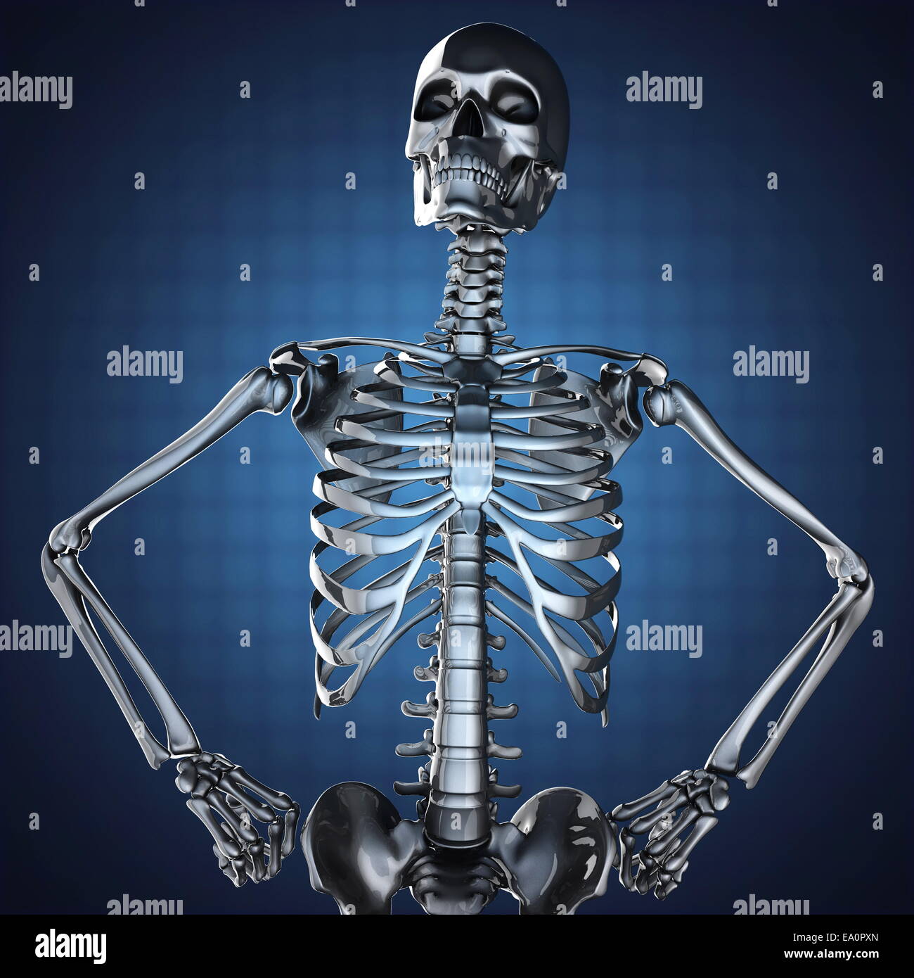 human skeleton model Stock Photo - Alamy