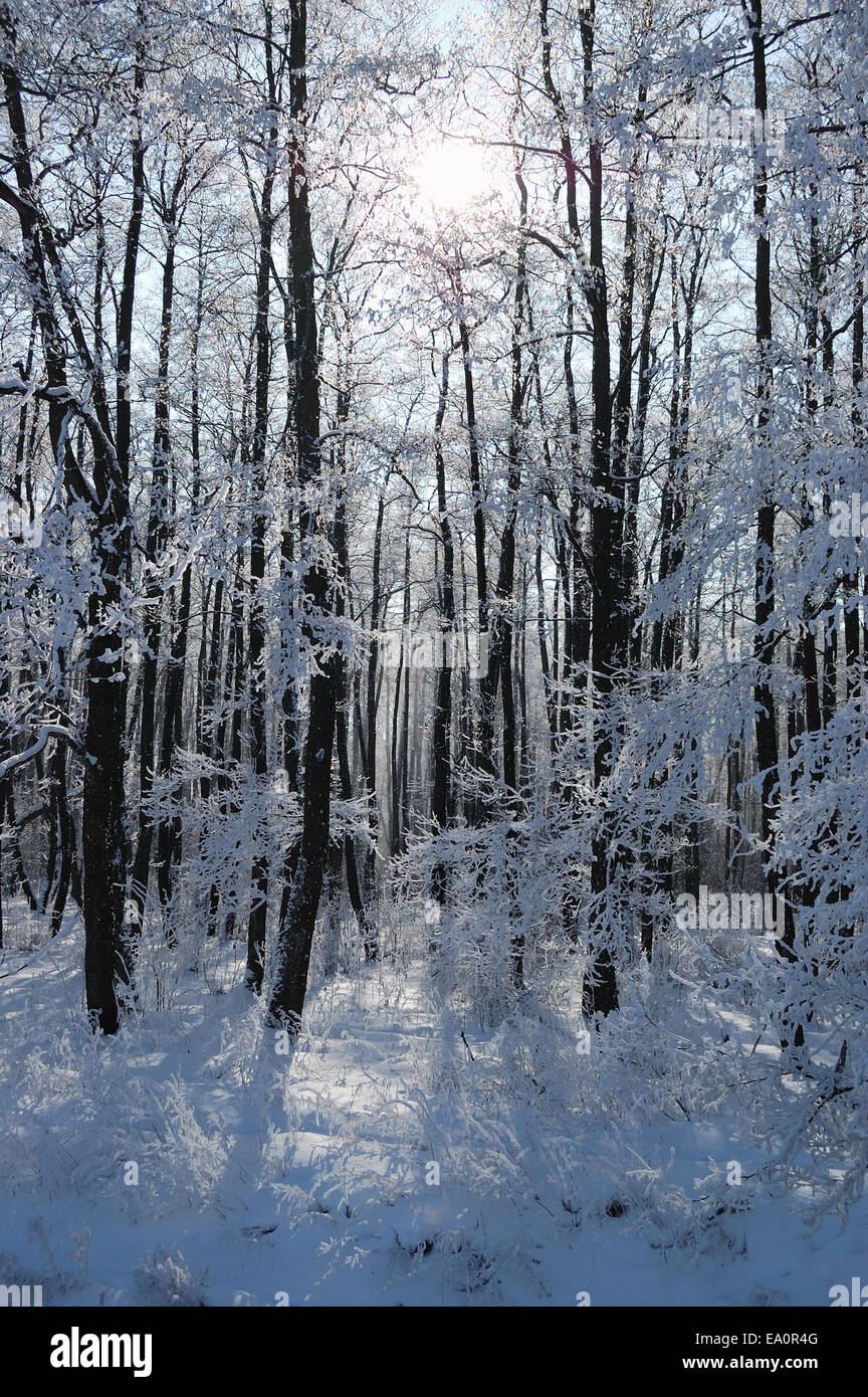 Winter calm frozen landscape with beautiful frosted trees in cold sunny ...