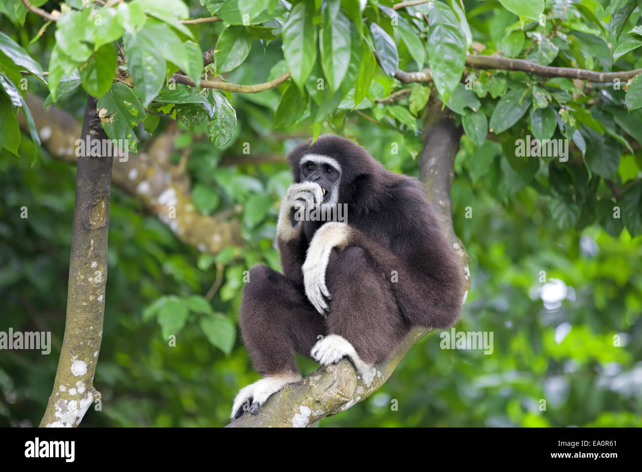 Brunei monkey hi-res stock photography and images - Alamy