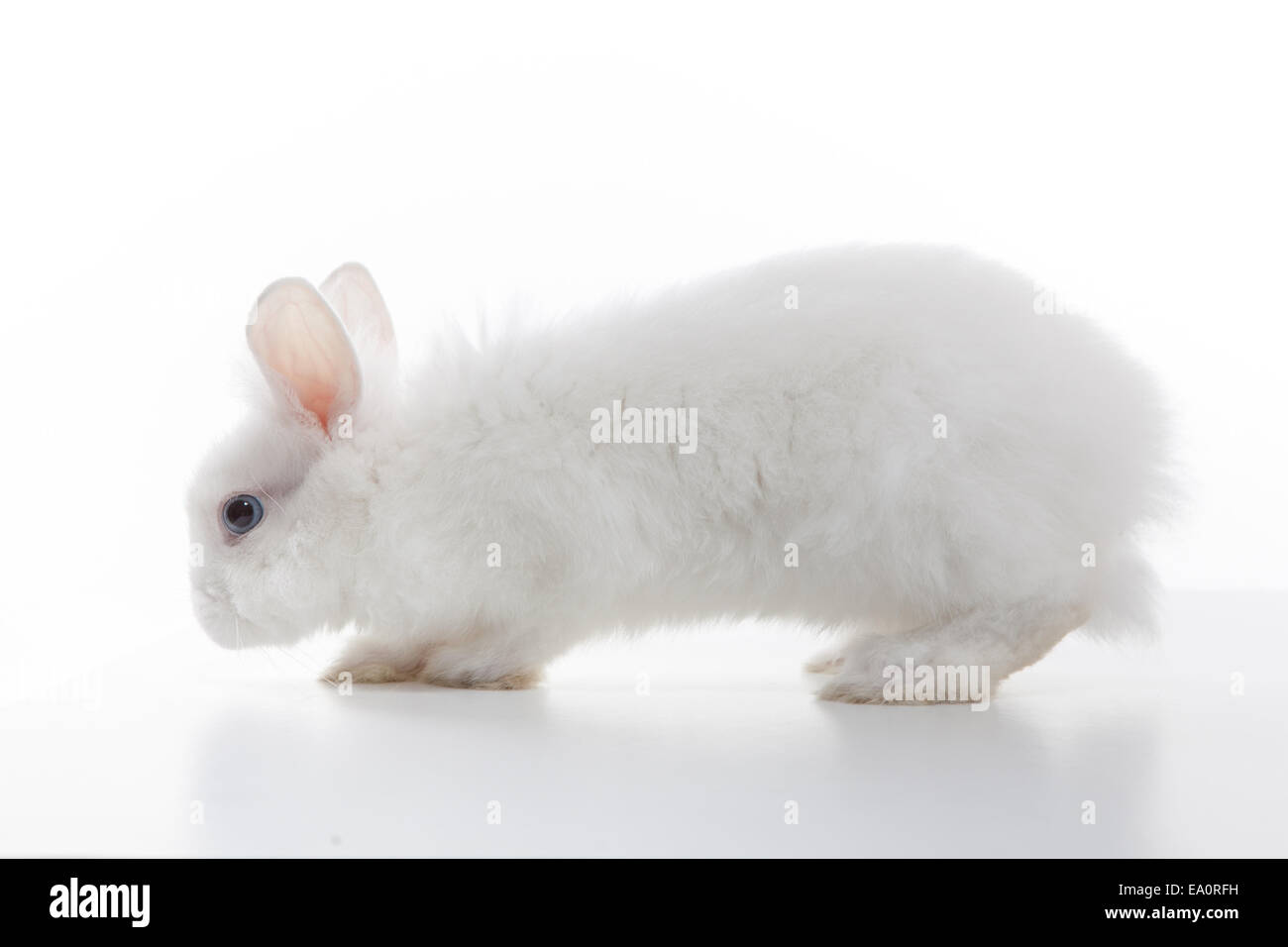 White rabbit isolated on white background Stock Photo - Alamy
