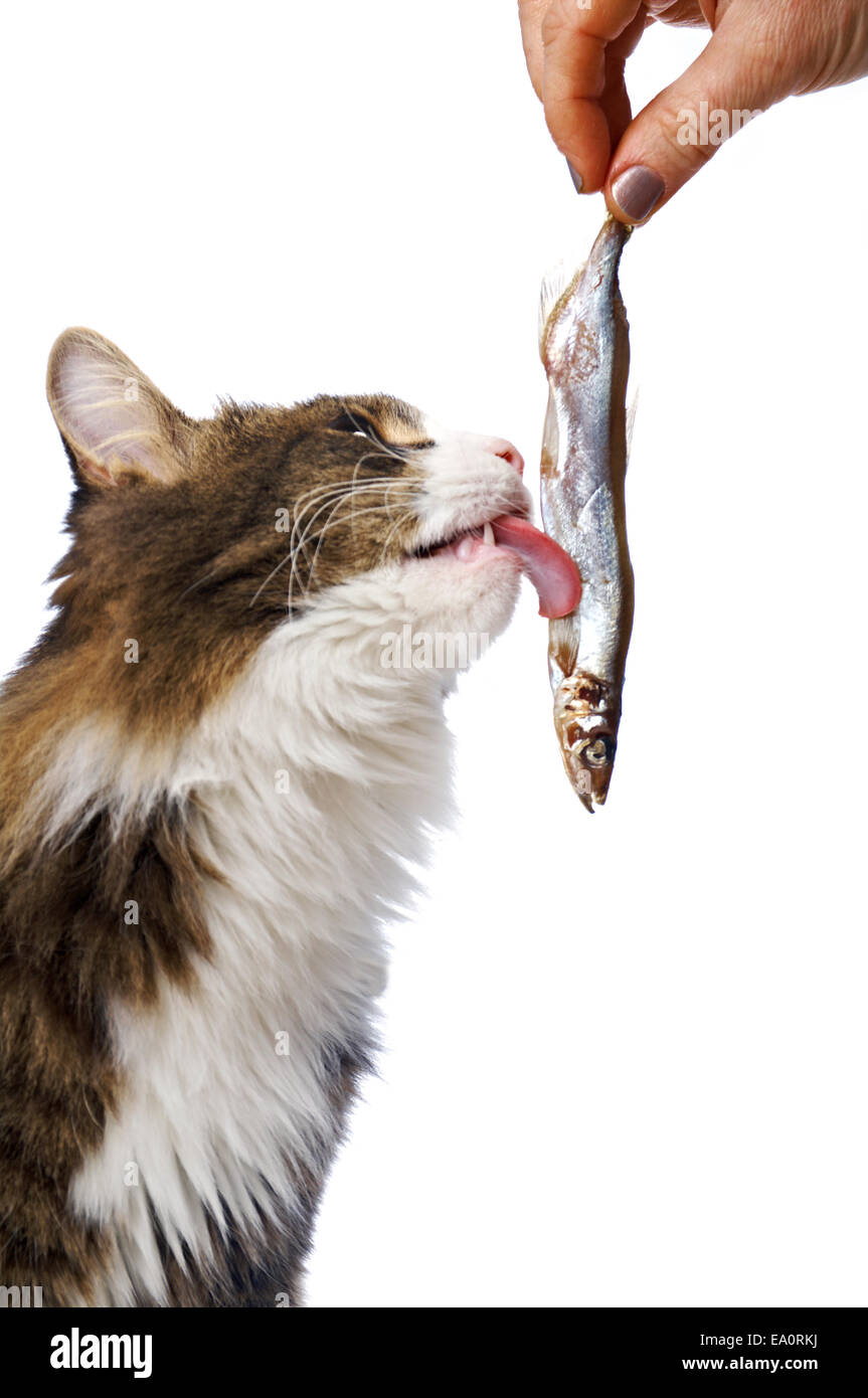 Fishy photo hi-res stock photography and images - Alamy