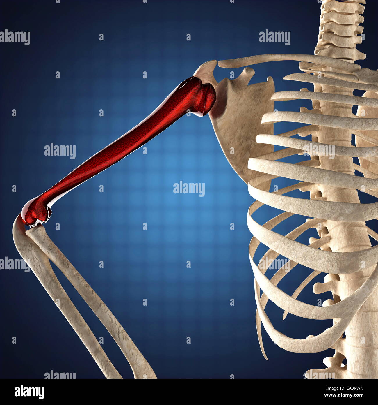 Medical skeleton model hi-res stock photography and images - Alamy