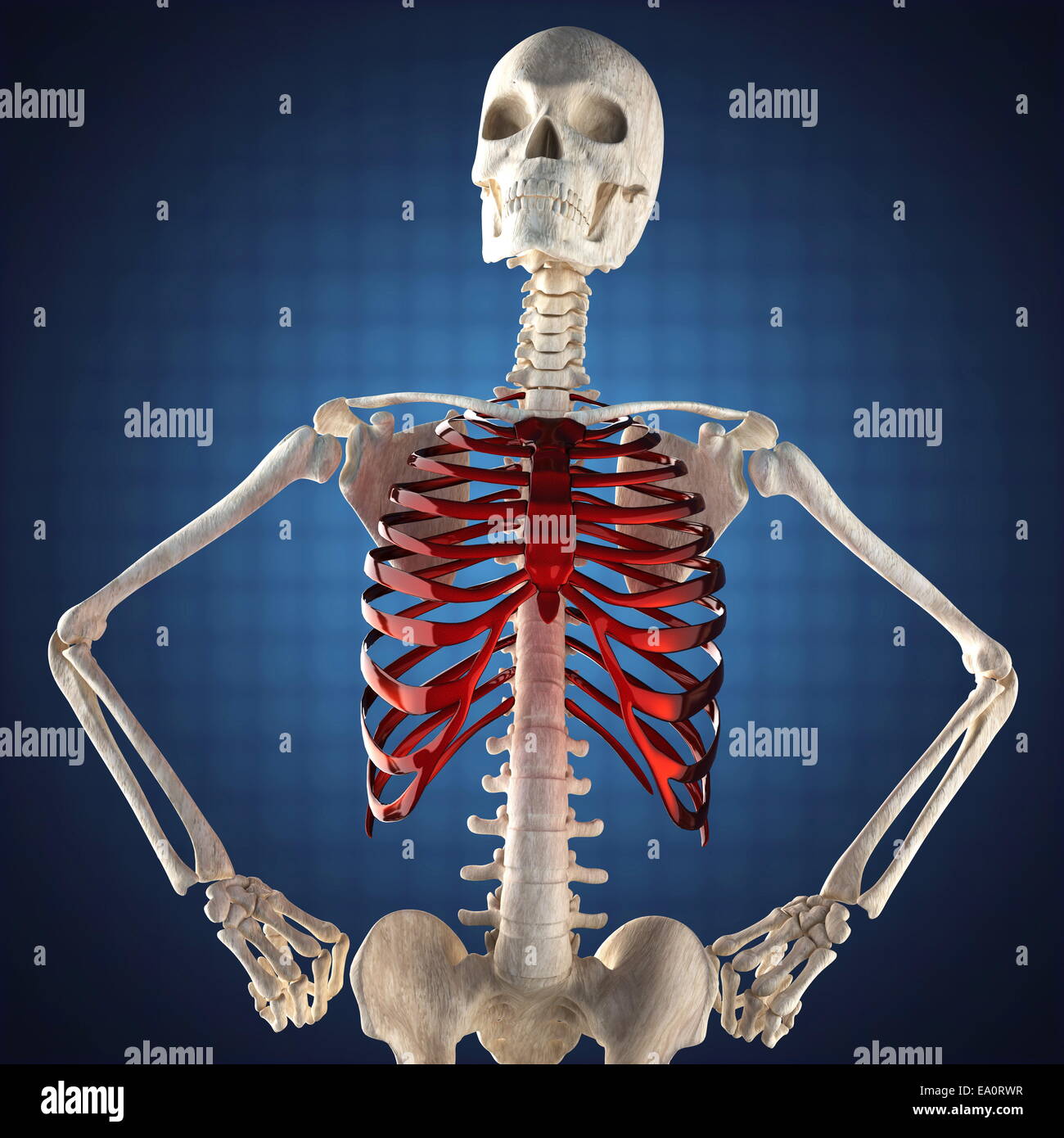 Human skeleton model hi-res stock photography and images - Alamy