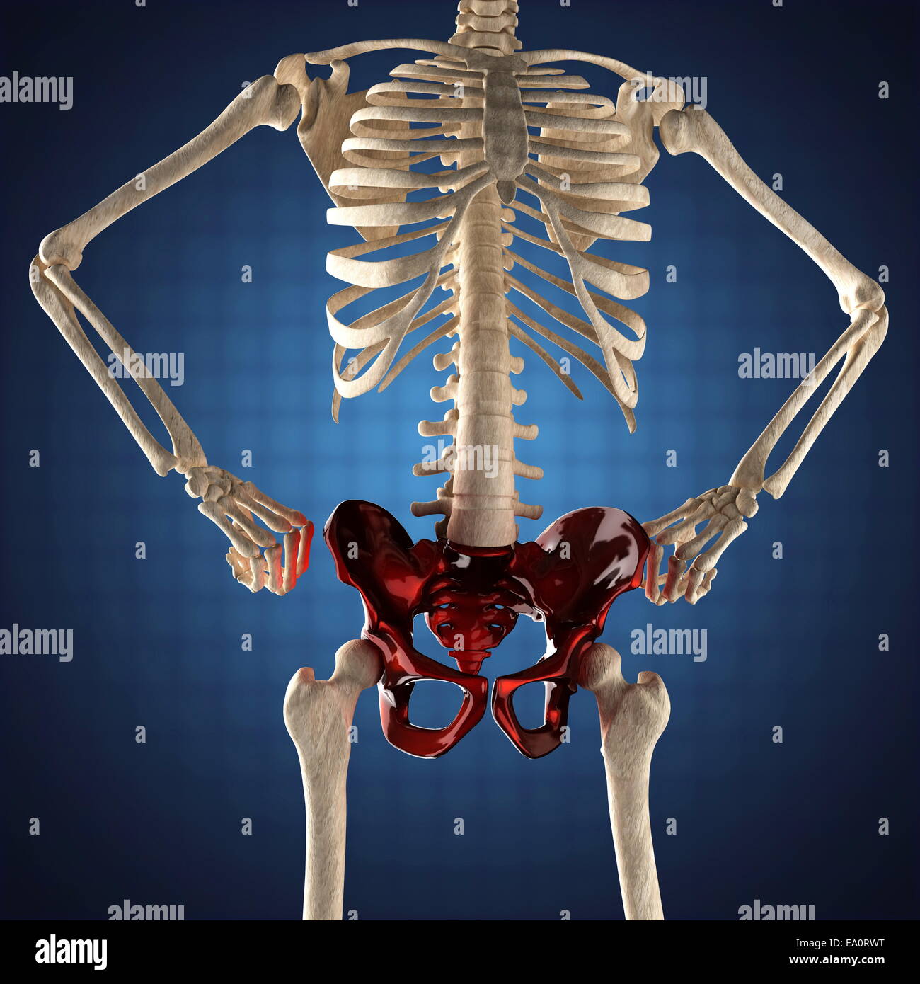 Human skeleton model hi-res stock photography and images - Alamy