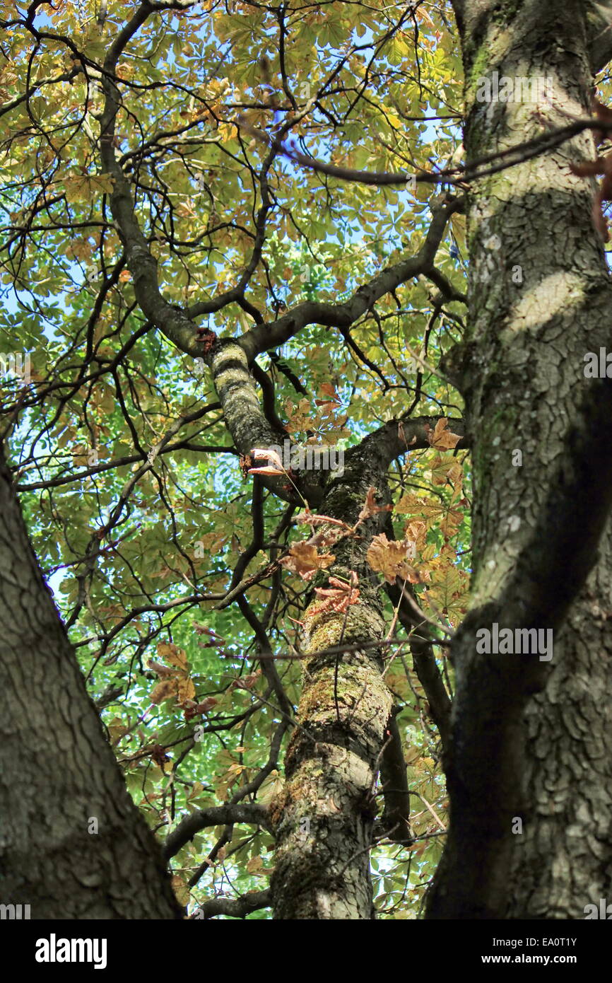 Chestnut tree of india hi-res stock photography and images - Alamy