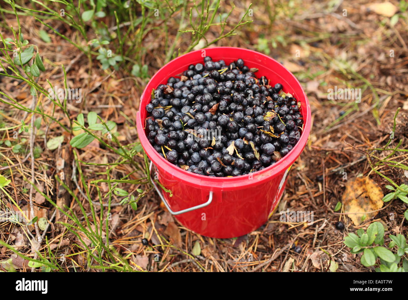 bucket of blueberries Stock Photo - Alamy