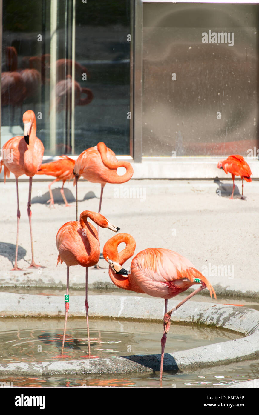 Pink flamingos vertical Stock Photo - Alamy