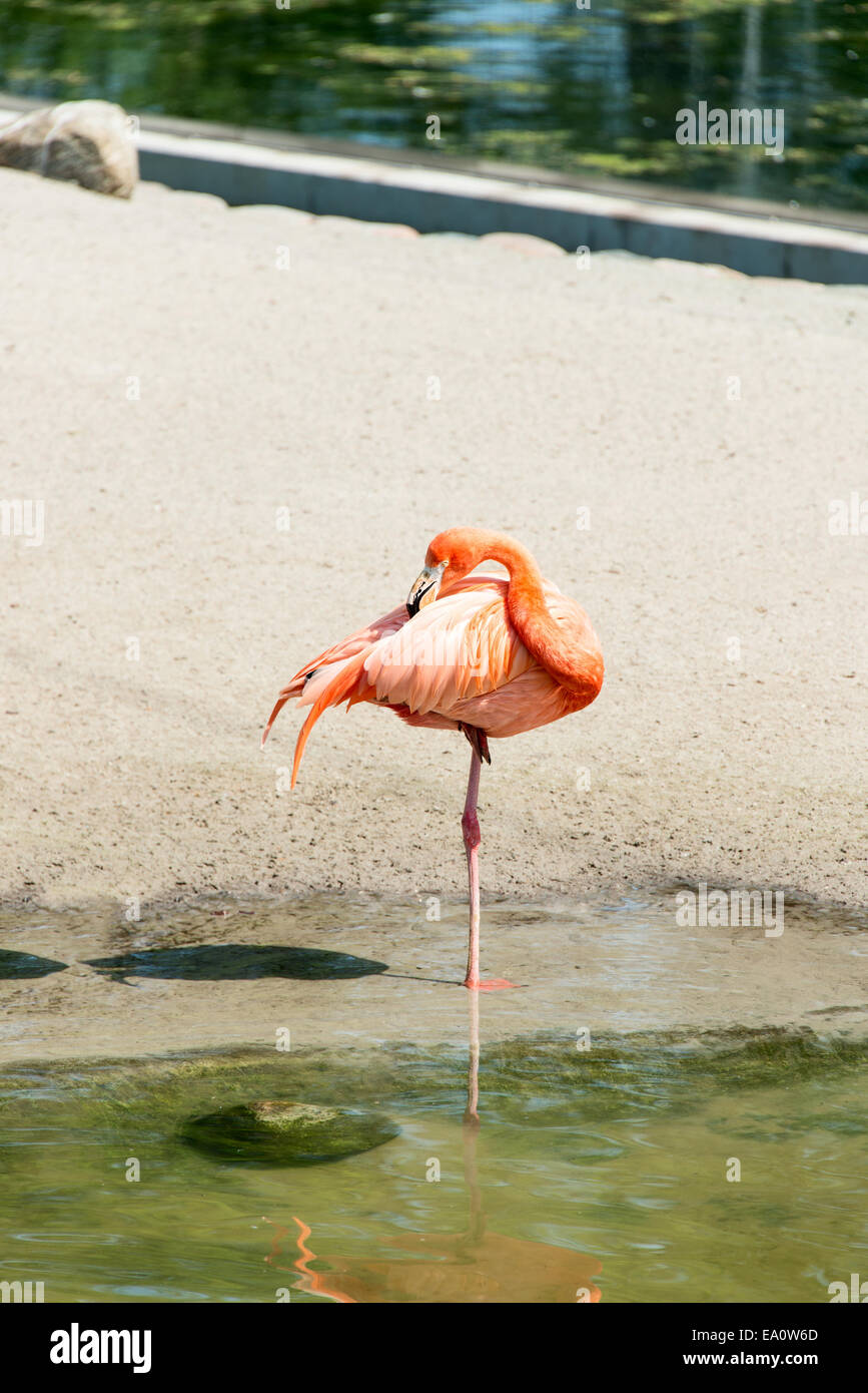 Pink flamingo vertical Stock Photo - Alamy