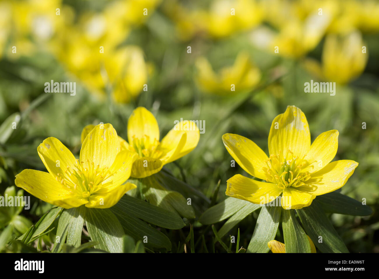 Yellow winter aconite (eranthis hyemalis Stock Photo - Alamy