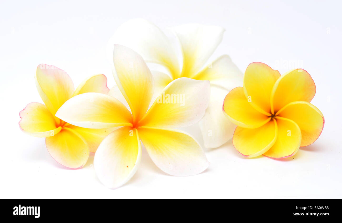 Frangipani garden Cut Out Stock Images & Pictures - Alamy