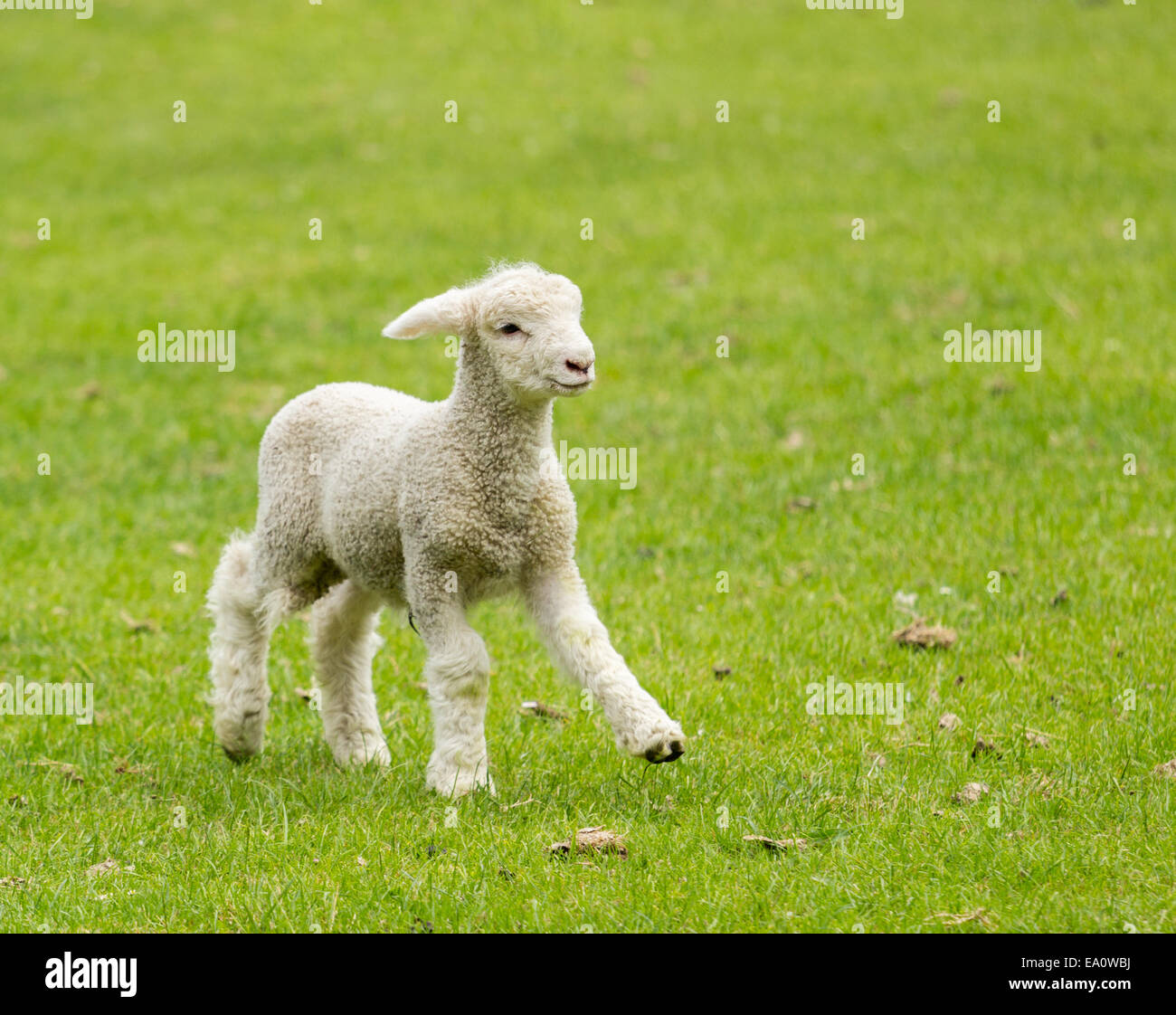 Cute lamb hi-res stock photography and images - Alamy