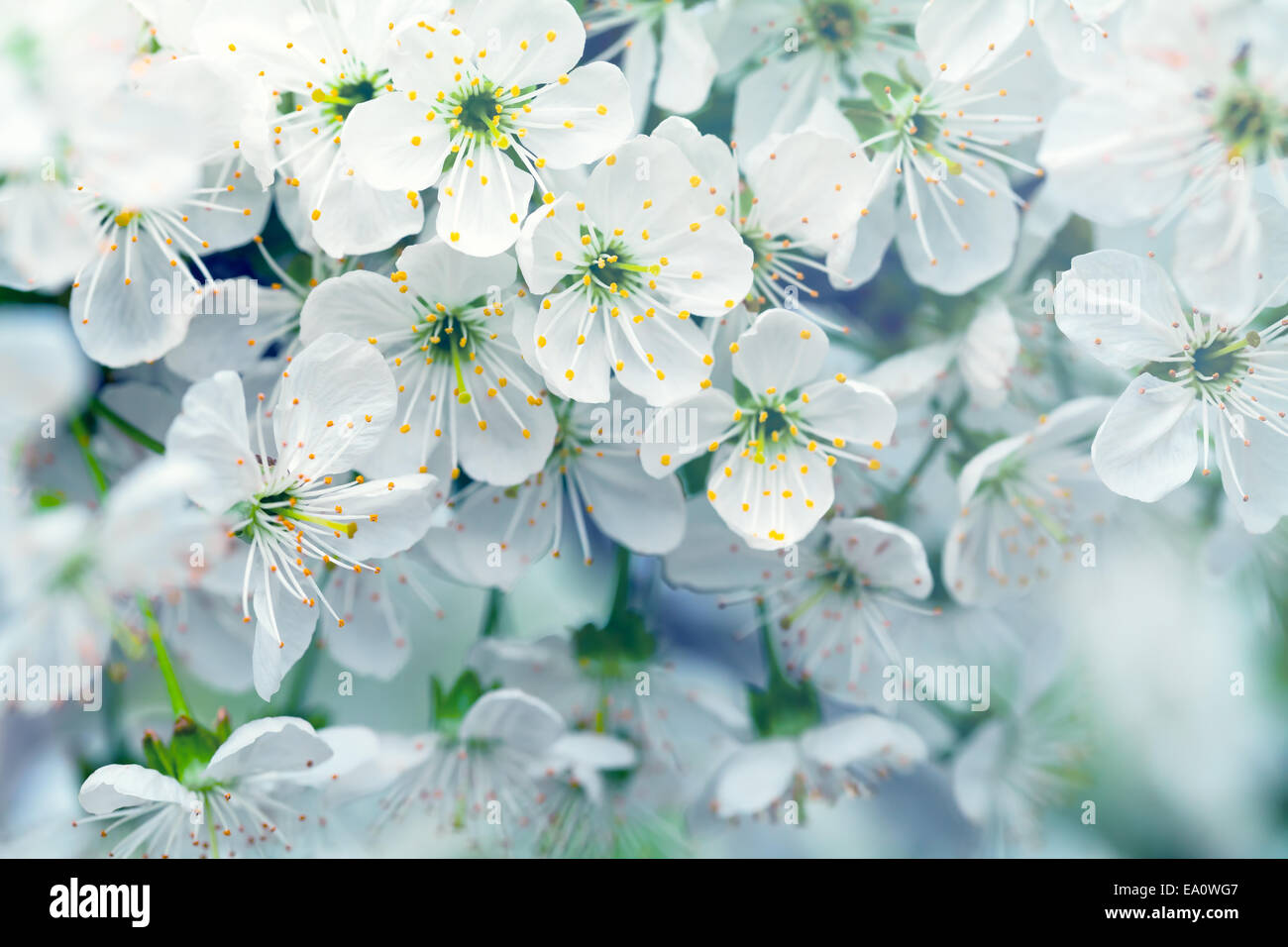 Closeup cherry flowers bloom hi-res stock photography and images - Alamy