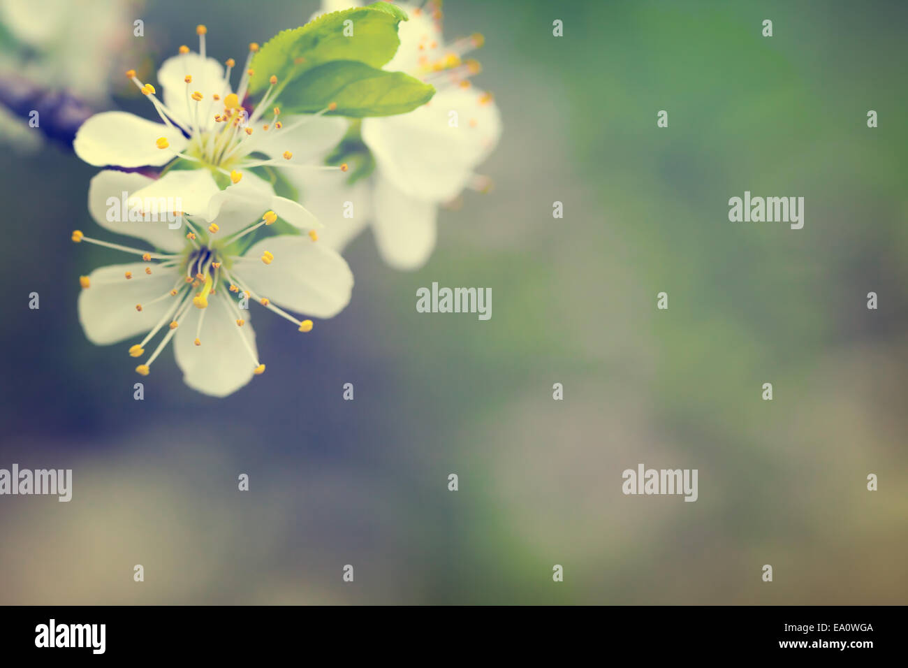 Beautiful spring flowers closeup hi-res stock photography and images ...