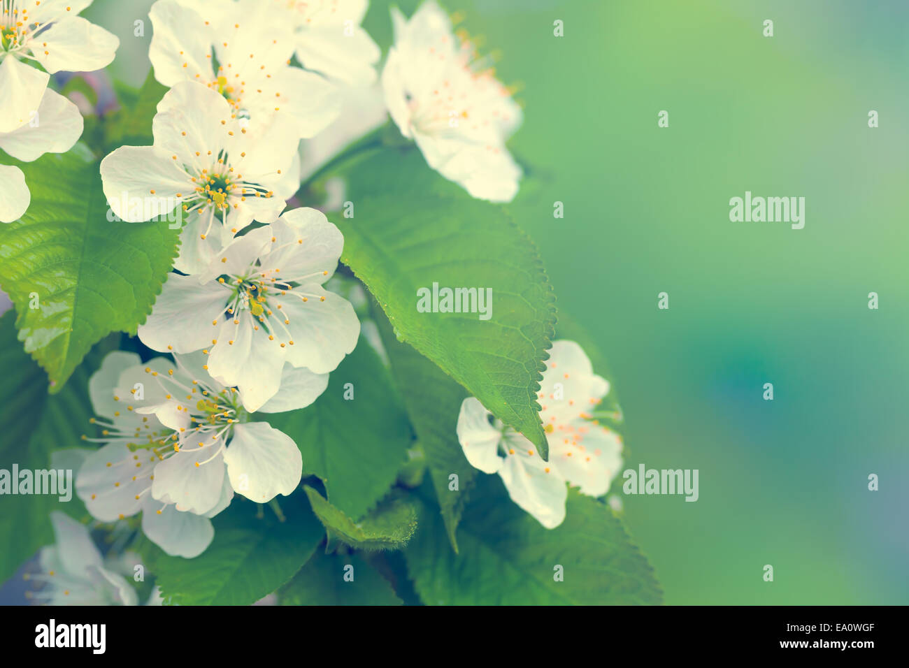 Beautiful blooming spring flowers hi-res stock photography and images ...