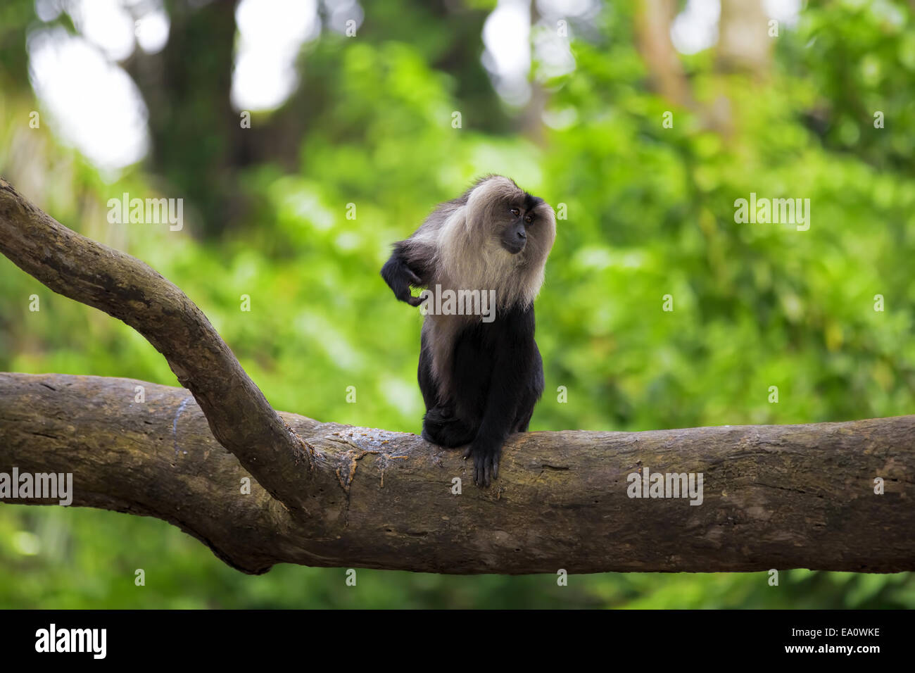 Lion tailed macaque hi-res stock photography and images - Alamy