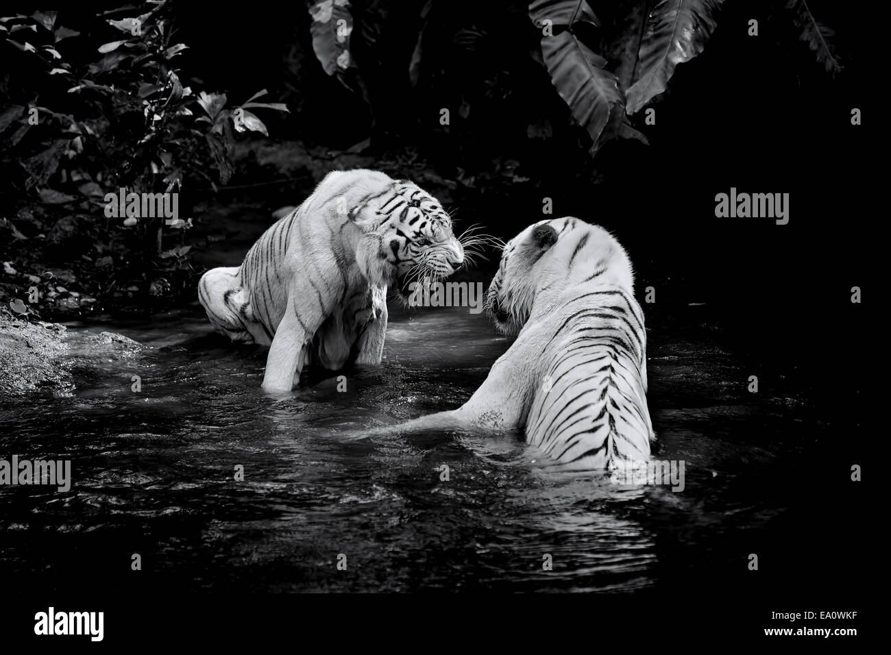 Tiger roar hi-res stock photography and images - Alamy