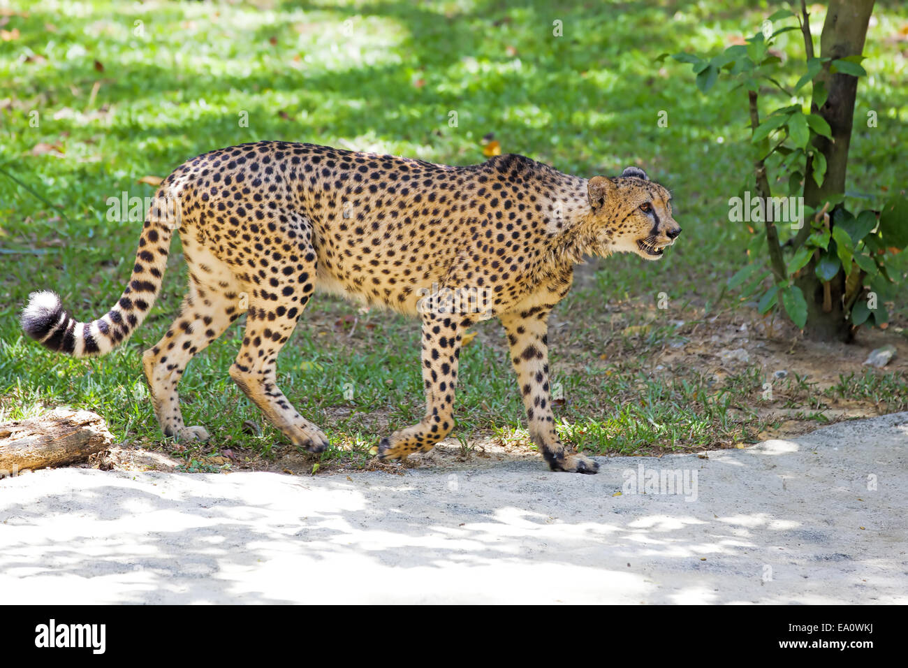 Wild runner hi-res stock photography and images - Alamy