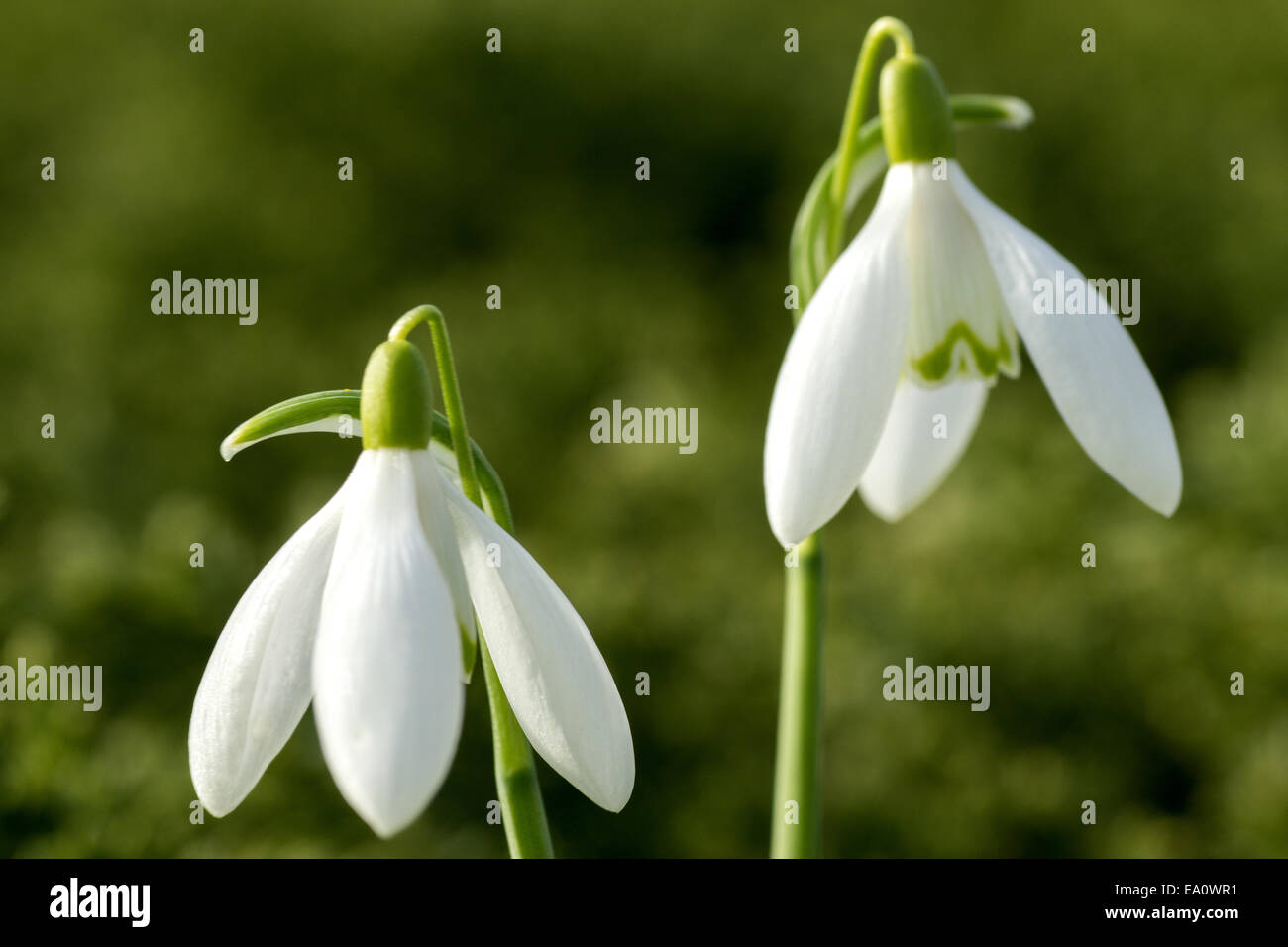 snow drop, galanthus Stock Photo - Alamy