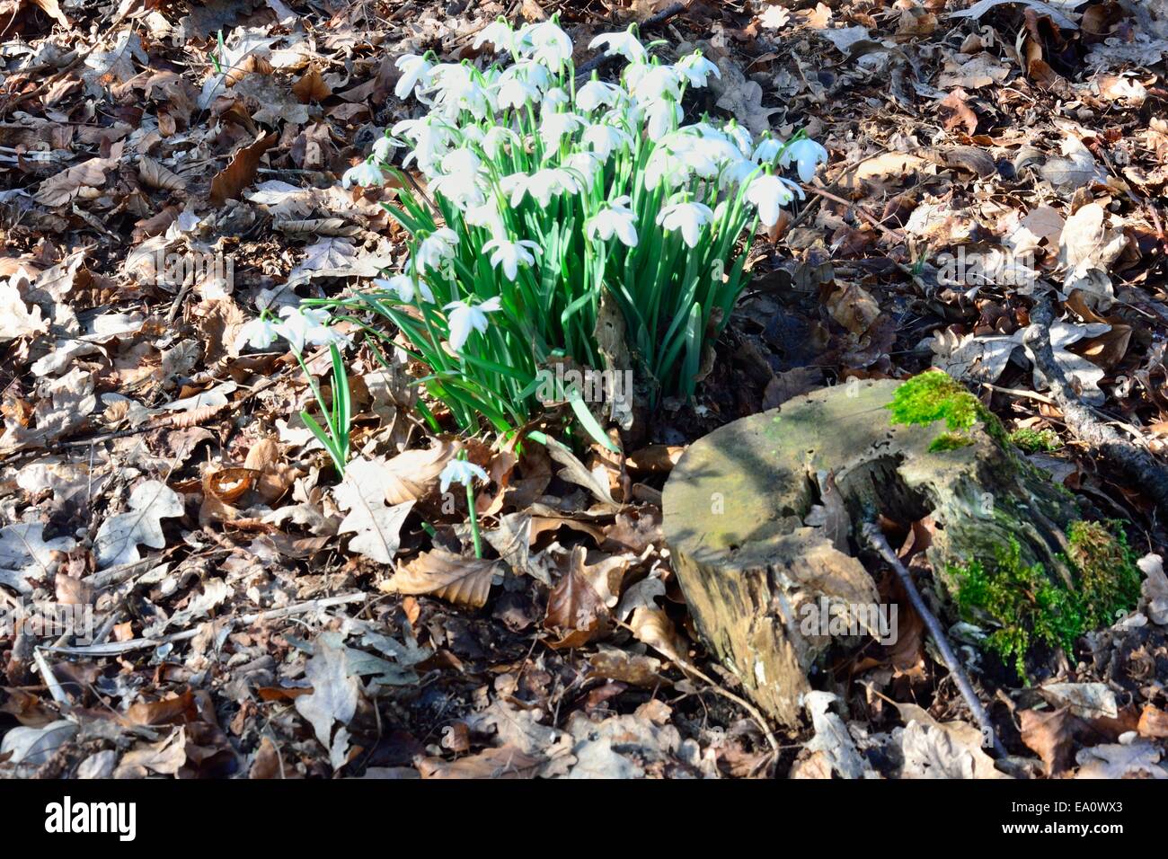 Drops of snow hi-res stock photography and images - Alamy