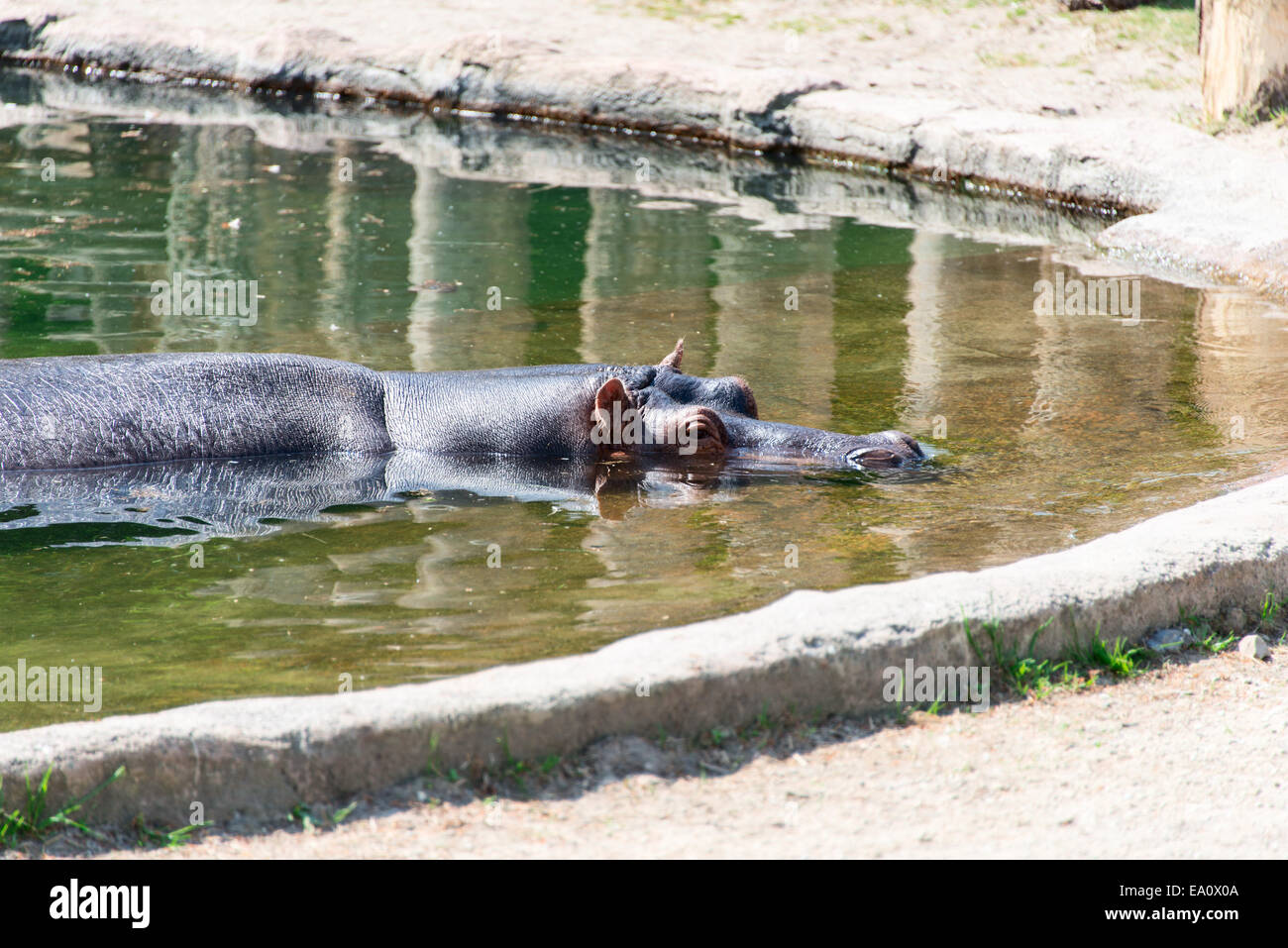 Hippopotamus in a pool at zoo close up Stock Photo - Alamy