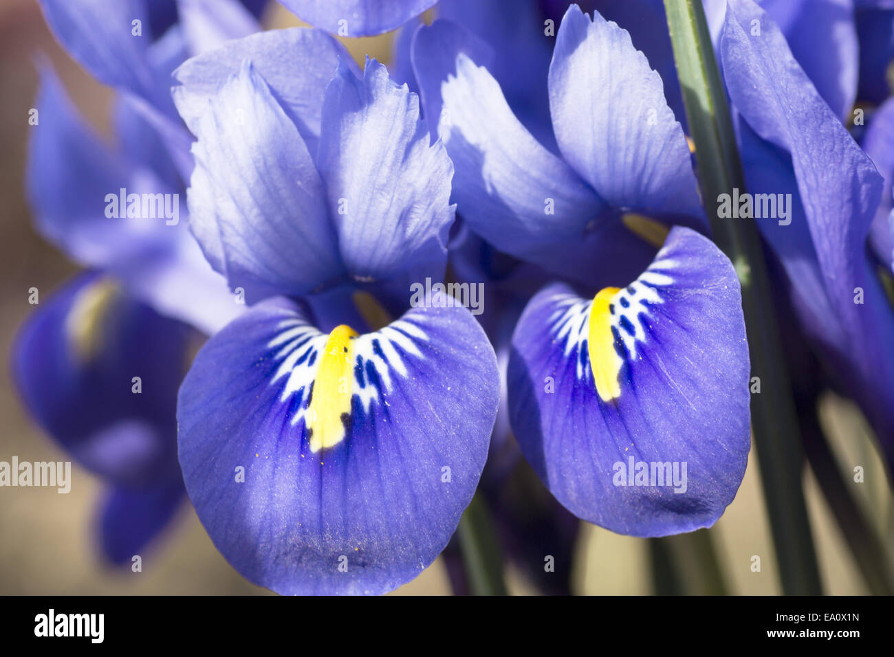 Blue Iris (Iris reticulata Stock Photo - Alamy