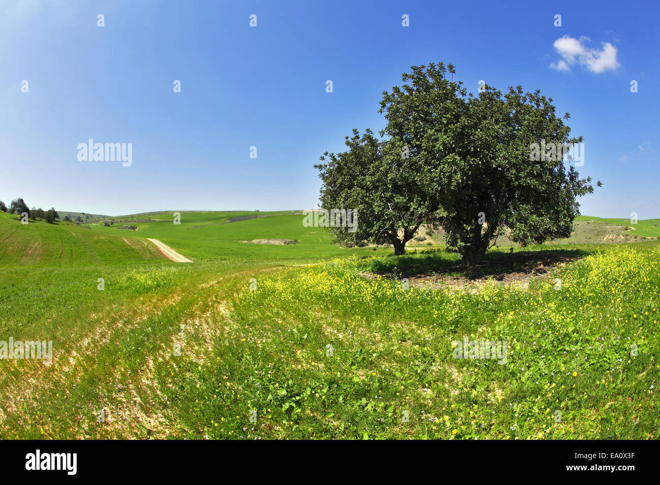 Tree with young spring foliage Stock Photo - Alamy