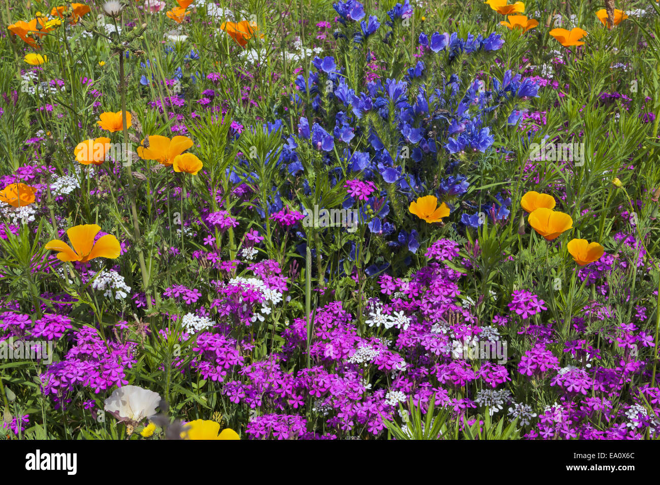Mixed flower grassland hi-res stock photography and images - Alamy