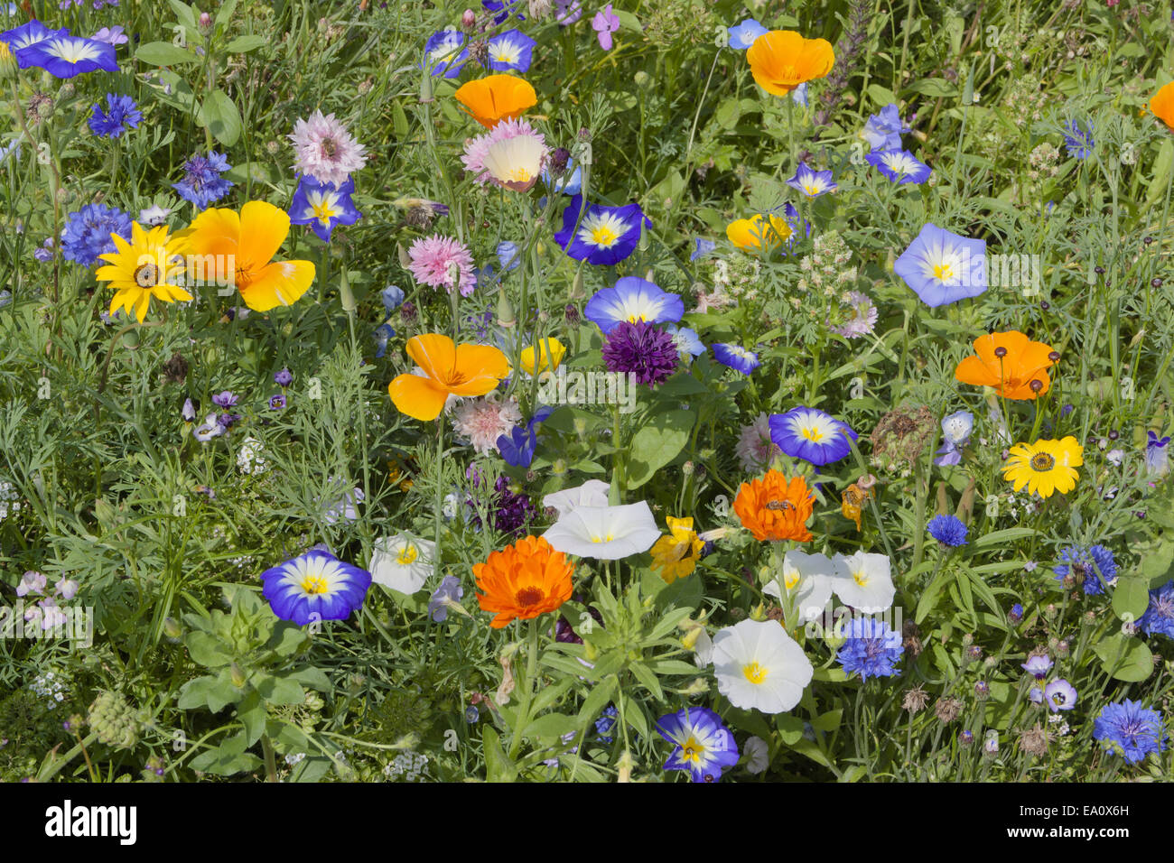 Mixed flower grassland hi-res stock photography and images - Alamy