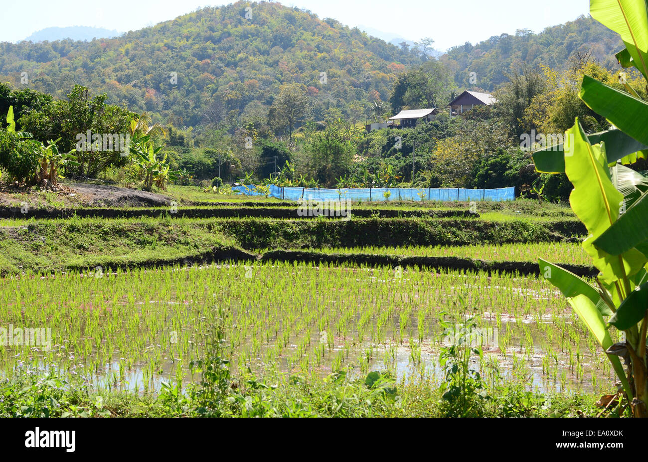Wide rice field hi-res stock photography and images - Alamy