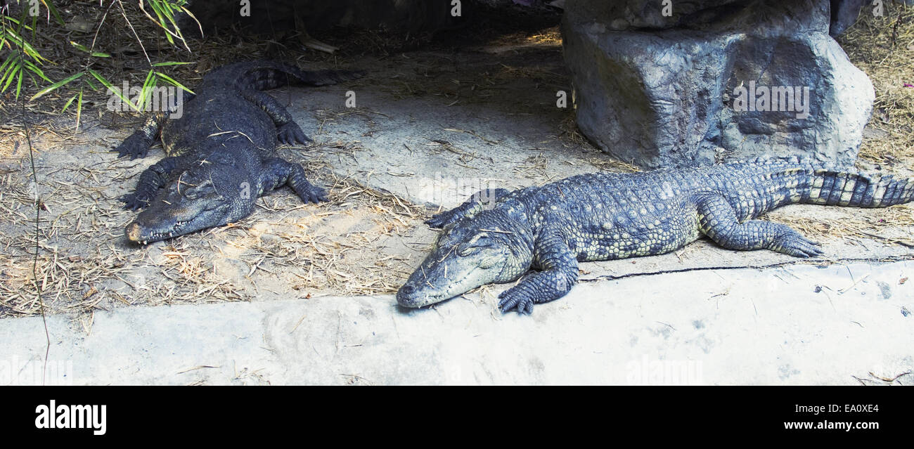 Big crocodiles hi-res stock photography and images - Alamy