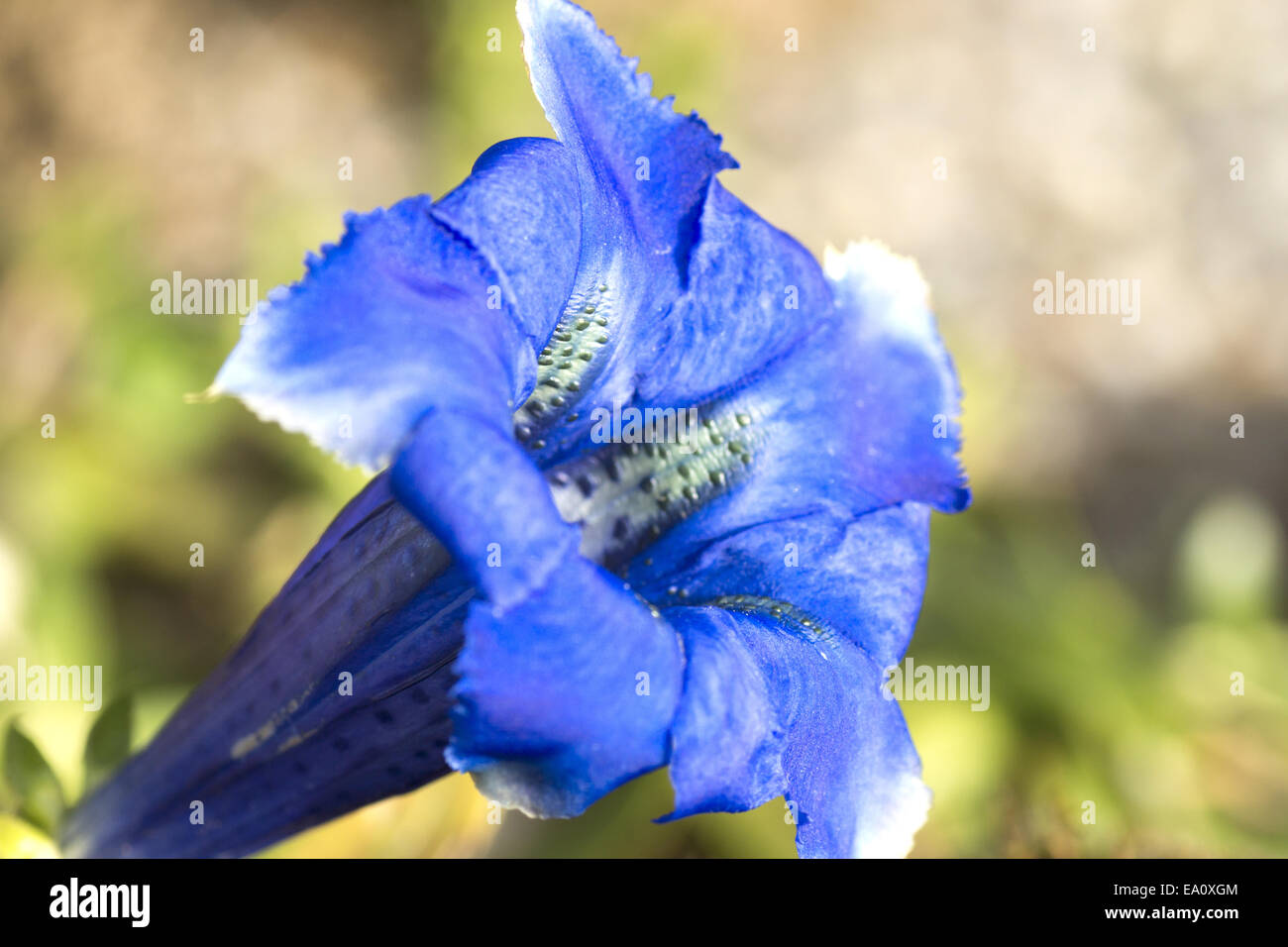 Bavarian gentian hi-res stock photography and images - Alamy