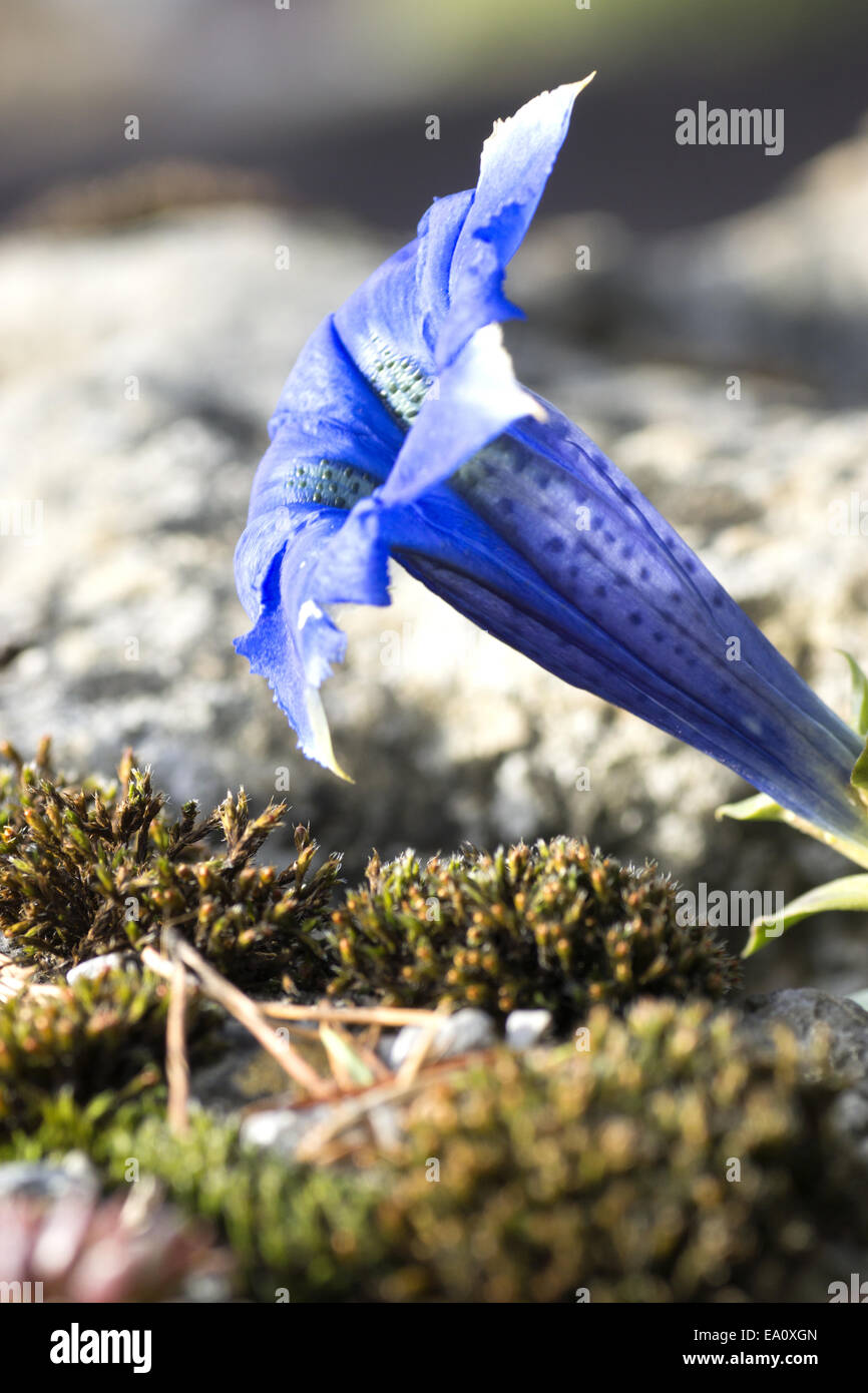 Gentian family hi-res stock photography and images - Alamy