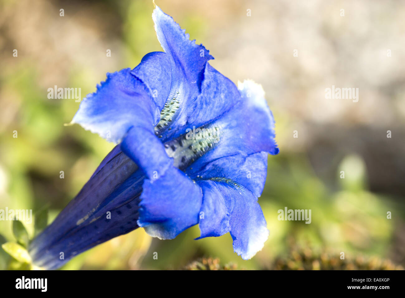Bavarian gentian hi-res stock photography and images - Alamy