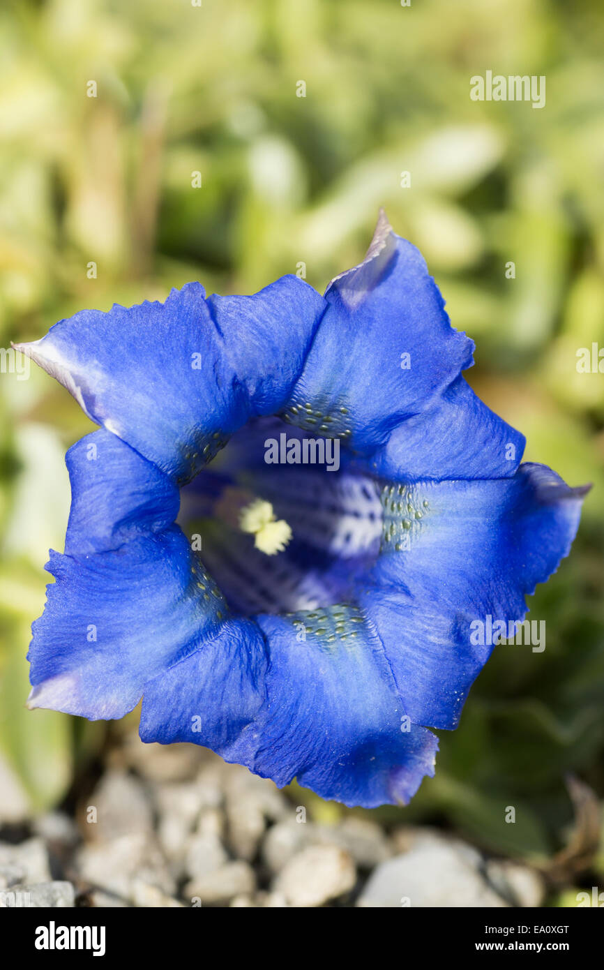 Gentiana alpina hi-res stock photography and images - Alamy